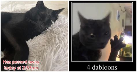 The Cat From The Dabloons Memes Has Passed Away