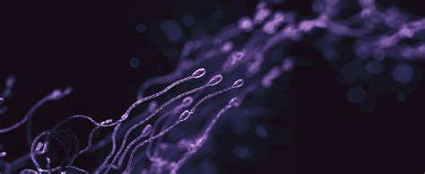 Microfluidics Sperm Sorting Technique Cost Process And How It Works