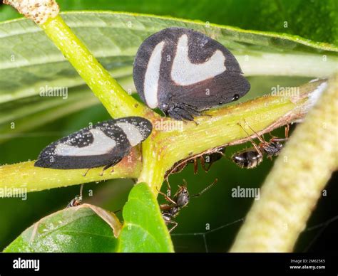 Black And White Treehopper Membracis Foliatafasciata Attended By Ants In The Rainforest