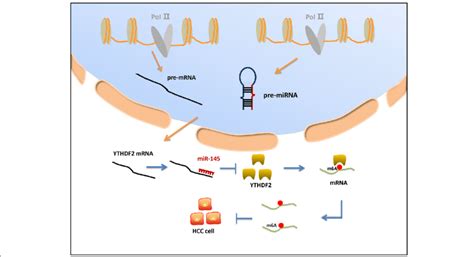 Regulation Of M6a Modifications By Noncoding Rnas Mature Mir 145 And Download Scientific