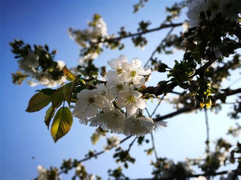 开花 春天 Pixabay上的免费照片 Pixabay