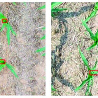Visualization Results Of Leaf Detection For Different Models On The Download Scientific Diagram