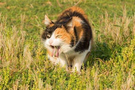 Feline Worms In Vomit Causes Symptoms Treatment And Prevention