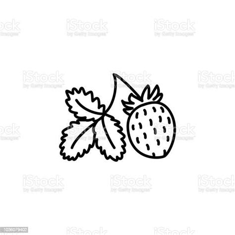 유기농 딸기 잎의 블랙 화이트 벡터 일러스트 신선한 베리의 선 아이콘입니다 채식주의 채식 음식입니다 건강 식사 과일 성분입니다 고립 된 개체 0명에 대한 스톡 벡터 아트 및