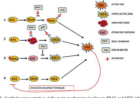 figure 1 from biological rationale for targeting mek erk pathways in