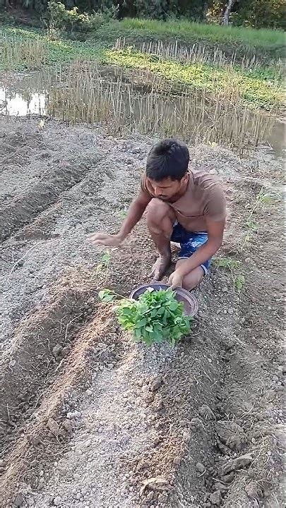 জমিতে ফসল চাষ কাজ চলছে Youtube