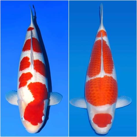 အလွ ေမြးငါး ေရာင္ းဝယ္ ေရး