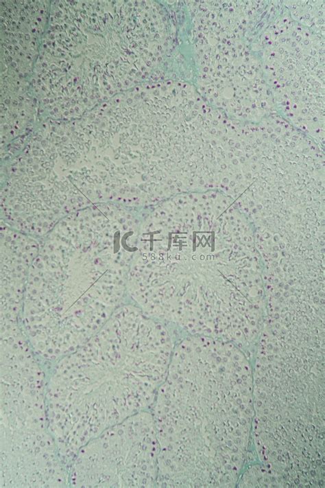 显微镜下的睾丸横截面 100x高清摄影大图 千库网