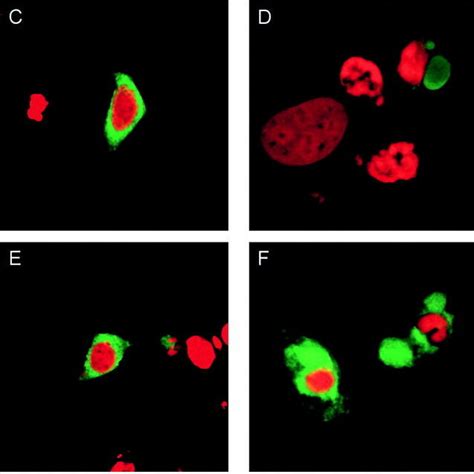 Trail Induced Apoptosis Results In Redistribution Of Caspases 3 7