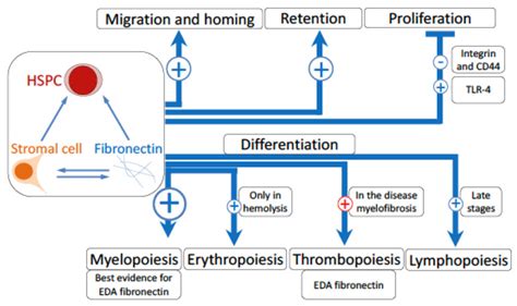 Fibronectin And Its Receptors In Hematopoiesis Abstract Europe Pmc