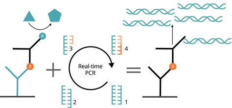 Oligonucleotides Lcms