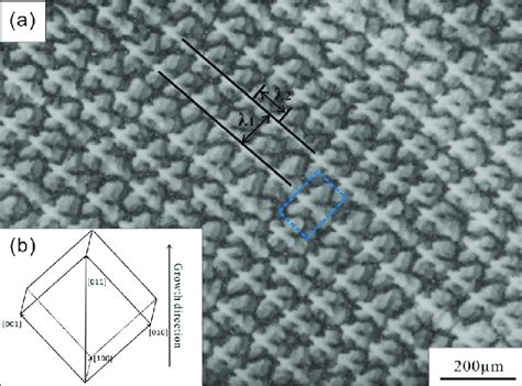 A Schematic View Of The Dendritic Morphologies In The Transverse Download Scientific Diagram