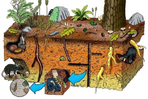 La Biota Del Suelo Está Definida Como La Fauna Y Flora Que Viven En El