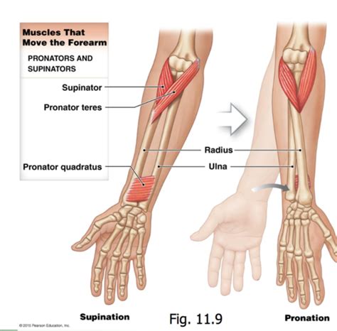 Lecture 7 9 Muscles That Move The Forearm Digital Flexors Digital Extensors Flashcards Quizlet