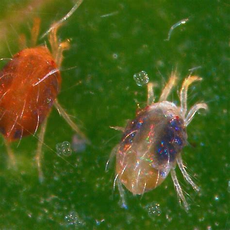 The Spider Mites Tetranychus Urticae Right And Tetranychus Evansi