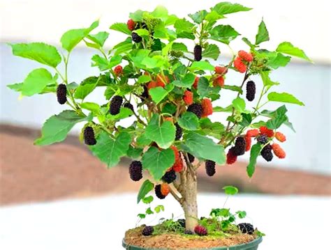 Mulberry Bonsai A Tiny Tree With Big Character