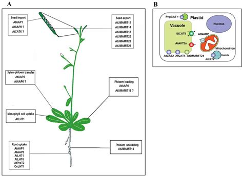Use Of Amino Acids In Plants At Michael Kovach Blog