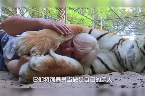 调皮的小老虎被主人逮住，一顿揉搓，简直就是个小猫咪！主人