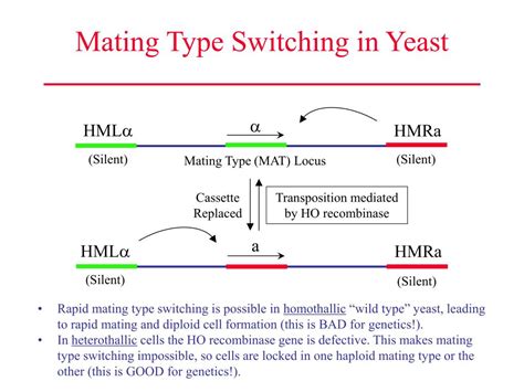 Ppt Genetic Model Systems Yeast Powerpoint Presentation Id 203314