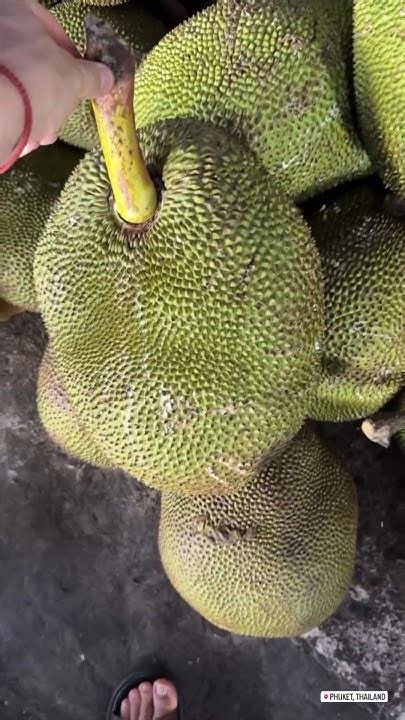 Двойник дуриана Самый большой фрукт Джекфрут Жака Пхукет