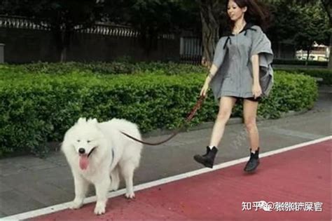 最伤狗的6种遛狗方式，你有几种？ 知乎