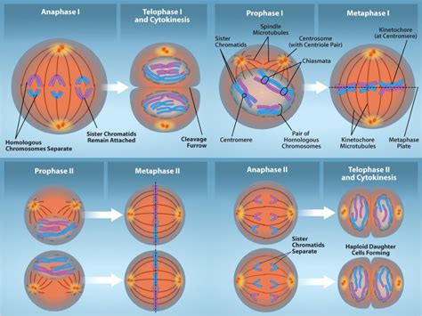 11 1 The Process Of Meiosis Biology 2e For Biol 111 And Biol 112
