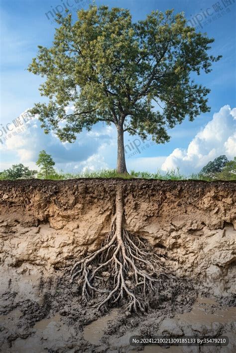 Ai创作图根深 根基 根深蒂固 高清根系 树大根深 生命力树根 根的意义 发达的根 大地之根 生长中的根 根基扎根 地下根 深入土里的树根 泥土与树根 树与根 昵图网