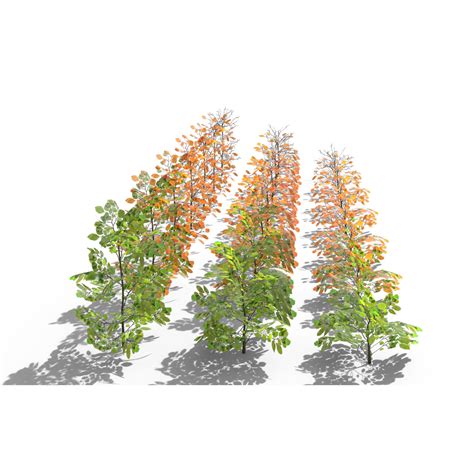 Beech Shrubs 3d Model Pack