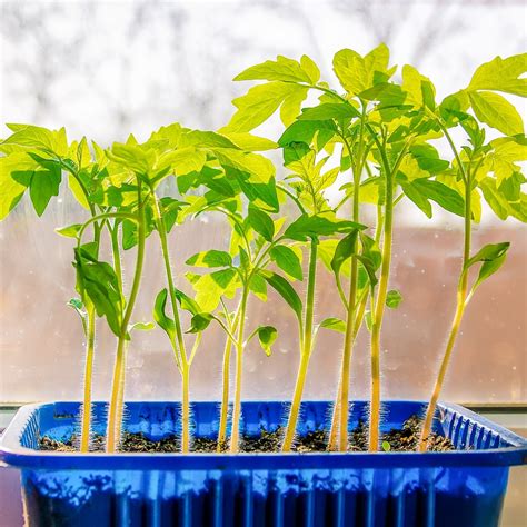 Tomato Seedlings