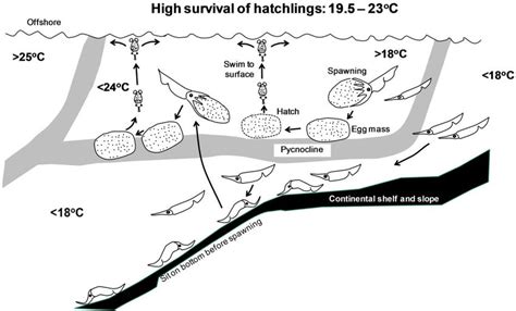 New Schematic View Of Reproductive Processes Of Japanese Common Squid Download Scientific