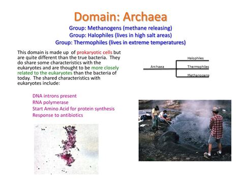 Ppt Exploring Prokaryotes Structures And Diversity Powerpoint Presentation Id 2129381