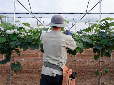 땅과 가장 가까운 곳은 바로 포도 농부 황준수