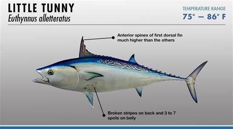 Tuna Identifier