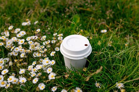 테이크 아웃 야외 잔디에 빈 커피 화이트 컵 술을 마시면 차를 빼앗아 간다 이동 중에도 아침 식사 데이지속에 대한 스톡 사진 및 기타 이미지 Istock