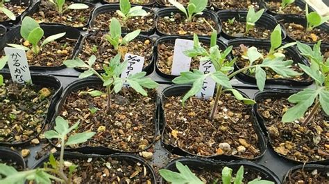 夏野菜苗の様子 とっさん0456のブログ