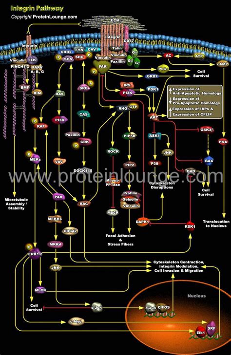 Biological Databases And Tools Integrin Pathway Protein Lounge