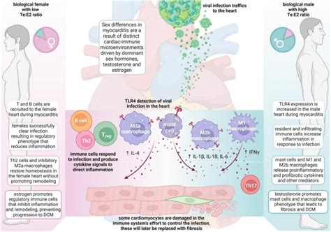 Sex And Gender Differences In Myocarditis And Dilated Cardiomyopathy Sex And Gender Differences In Myocarditis And Dilated Cardiomyopathy