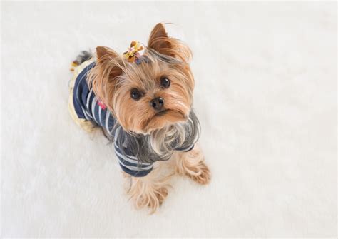 요크셔테리어 성격 특징 종류와 털 빠짐