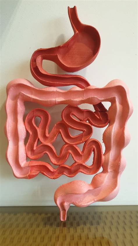 Intestine 3d Print Model On Behance