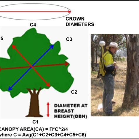 Diagrammatic Representation Of Tree Sampling Method Download