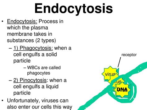 Facilitated Diffusion Ppt Download