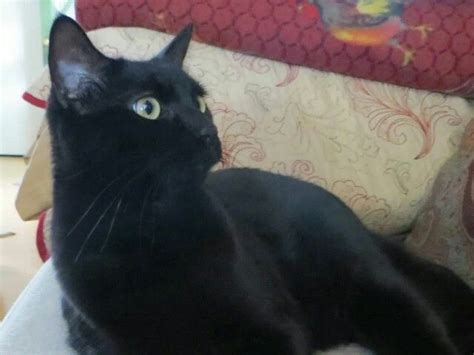 too lazy to investigate