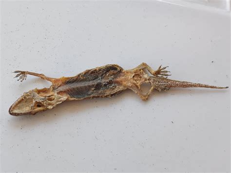 Fossilized Gecko R Fossilhunting