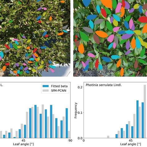 Pdf Estimating Leaf Angle Distribution From Smartphone Photographs