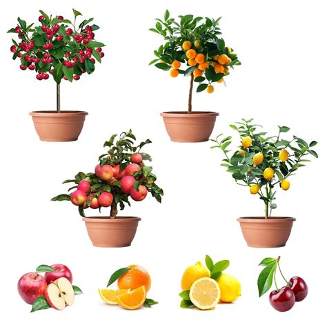 Buy 200 Mix Dwarf Bonsai Fruit Tree For Ing 4 Variety Individual Packs 50 Lemon Tree 50