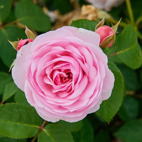 Rosa Olivia Rose Austin Rose Olivia Rose Austin G Nstig Kaufen