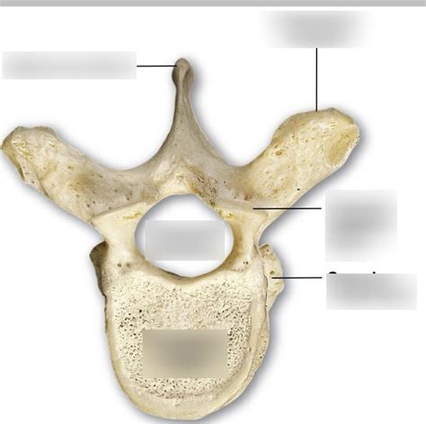 Typical Thoracic Vertebra In Superior View Diagram Quizlet