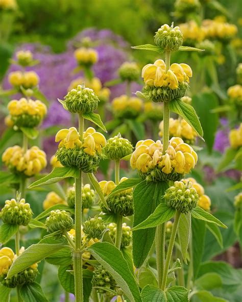 Phlomis Russeliana Turkish Sage Bare Roots Buy Online At Farmer