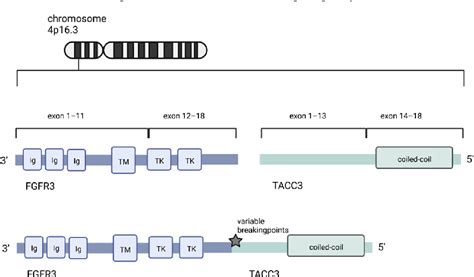 Figure 2 From Fgfr3 Taccs3 Fusions And Their Clinical Relevance In Human Glioblastoma Semantic