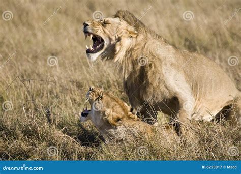 Sesso immagine stock. Immagine di kenia, masai, nave, regale - 6223817
